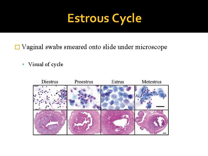OLAR Breeding Core University of Colorado Denver AMC