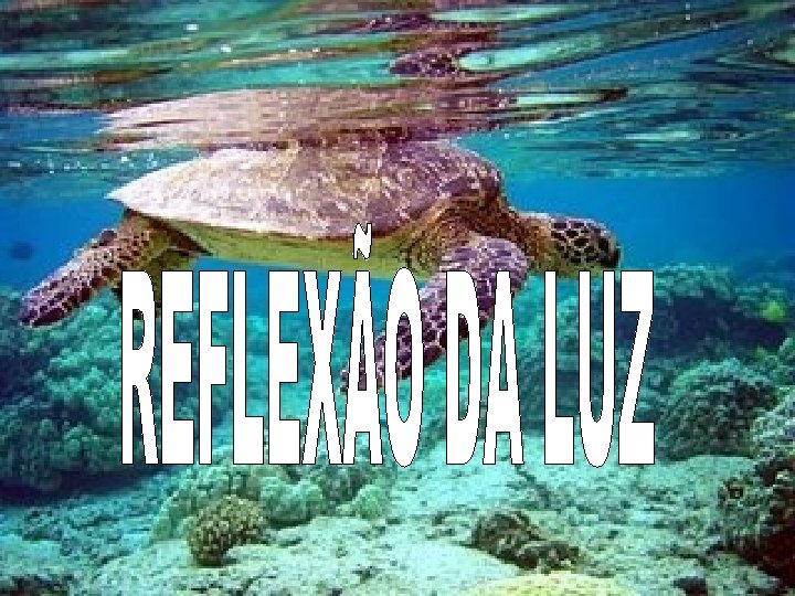 Reflexo da luz TIPOS DE REFLEXO Regular Difusa