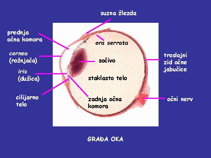 Fotosenzitivni organi smeteni u kotanim orbitama Intenzitet osvetljenja