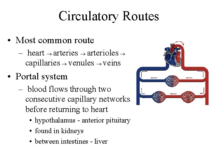 Chapter 20 Blood Vessels and Circulation General anatomy