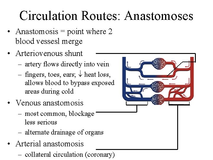 Chapter 20 Blood Vessels and Circulation General anatomy