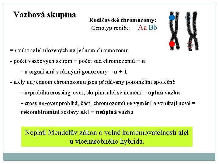 Vazba gen I Autor Mgr Jitka Makov Gymnzium