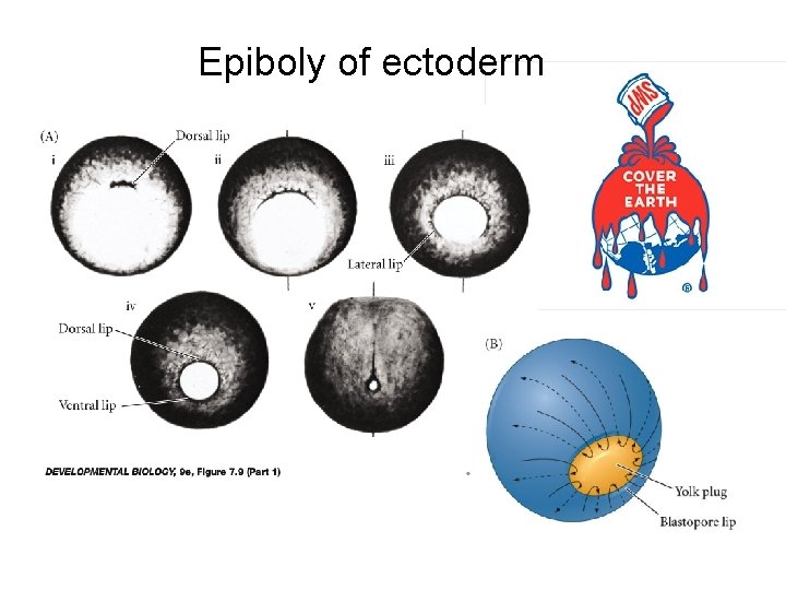 Axis Formation in Amphibians How does a radially