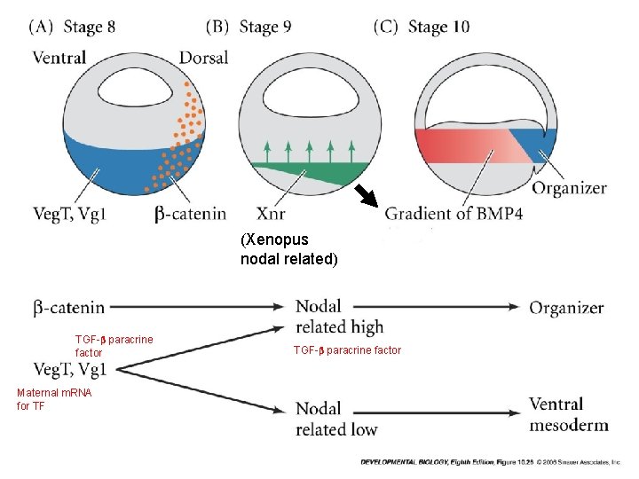 Axis Formation in Amphibians How does a radially