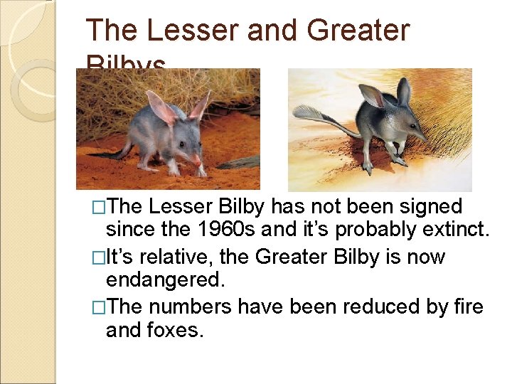 Australian Endangered Animals St Burnakova Maria Faculty of