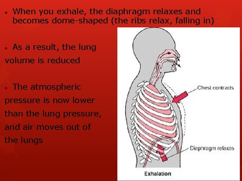 Section 7 2 Breathing and Respiration Section 7