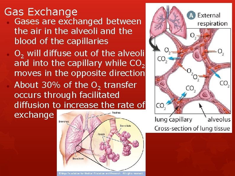 Section 7 2 Breathing and Respiration Section 7