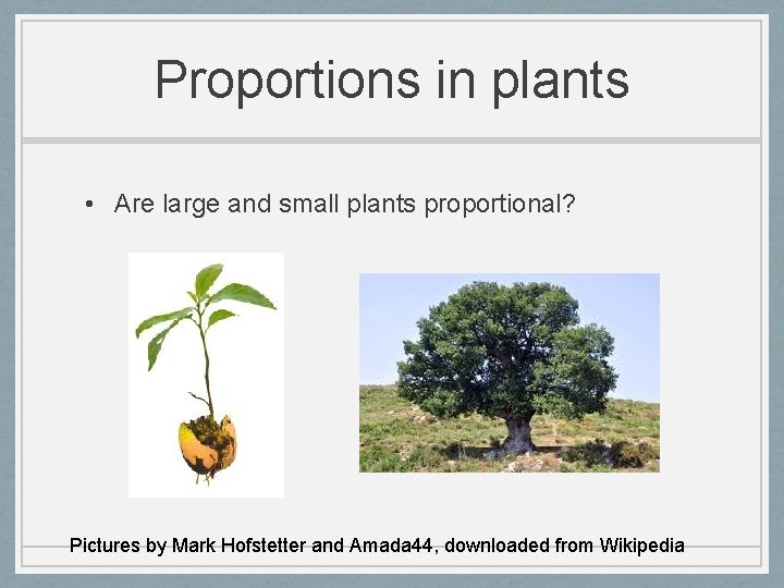 Proportional Relationships in Biology Bell Ringer 1 Are