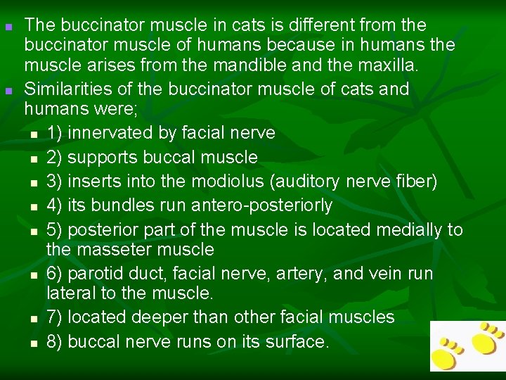 Comparative Anatomy of the Buccinator Muscle in Cat