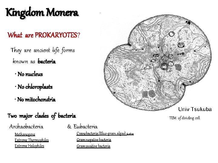 Kingdom Monera What are PROKARYOTES They are ancient