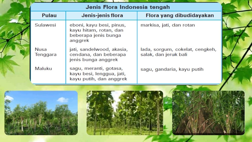 FLORA DAN FAUNA INDONESIA Oleh Tim PKM Geografi