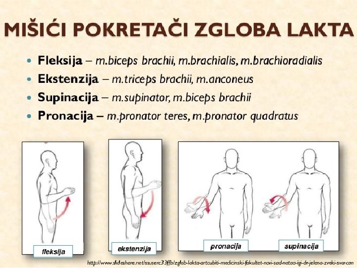 NASTAVNI PREDMETKINEZIOLOGIJA 2 VI PREDAVANJE Pokreti nadlaktice pokreti