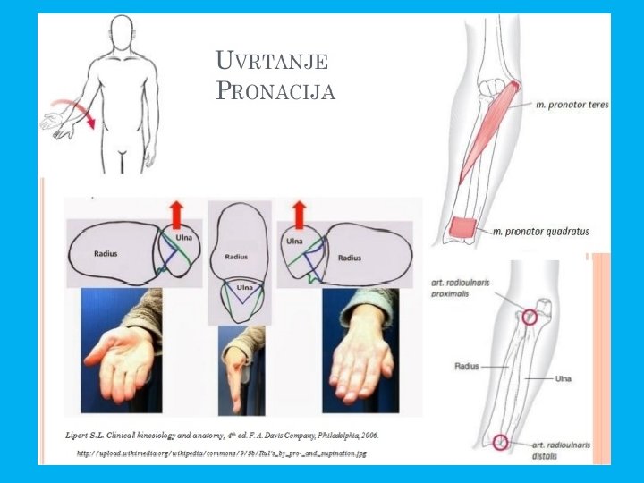 NASTAVNI PREDMETKINEZIOLOGIJA 2 VI PREDAVANJE Pokreti nadlaktice pokreti