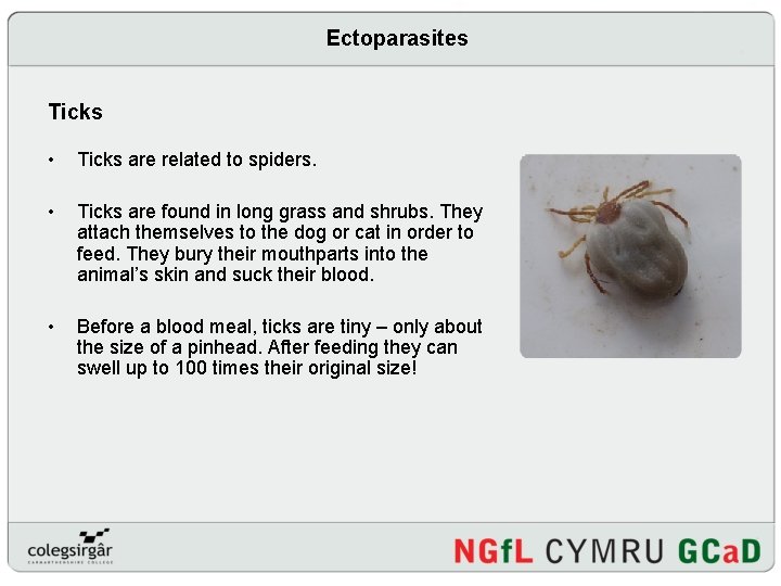 ECTOPARASITES Presentation on ECTOPARASITES Introduction What is an