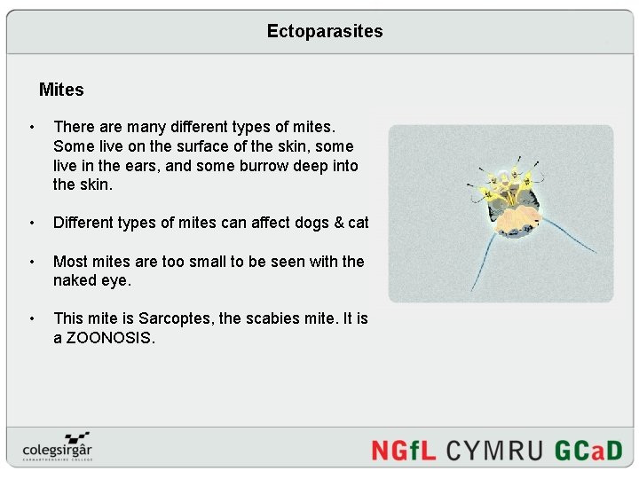 ECTOPARASITES Presentation on ECTOPARASITES Introduction What is an