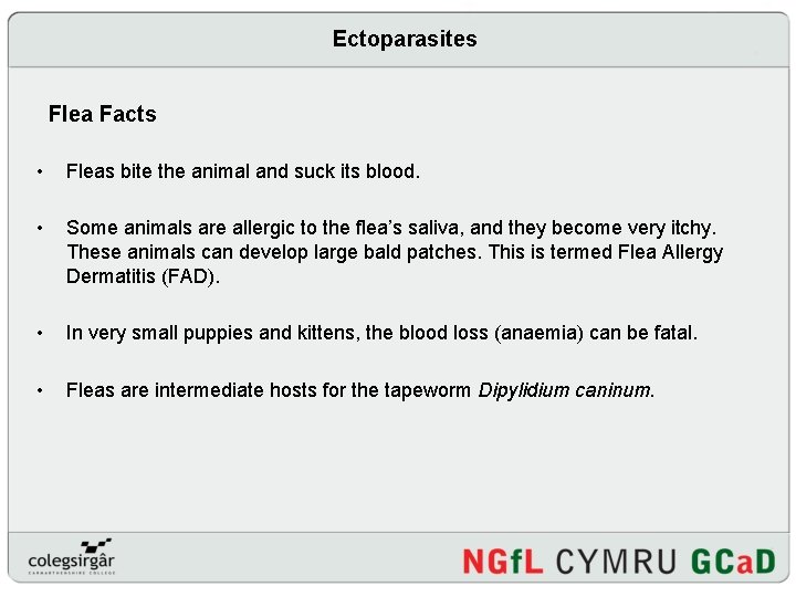 ECTOPARASITES Presentation on ECTOPARASITES Introduction What is an