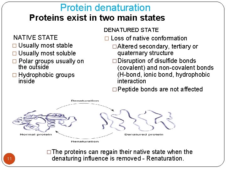 Lecture 3 Physical and chemical properties of proteins