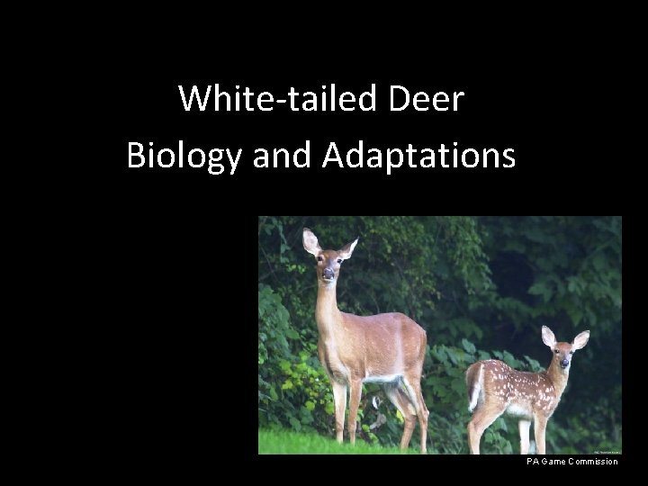 Whitetailed Deer Biology and Adaptations PA Game Commission