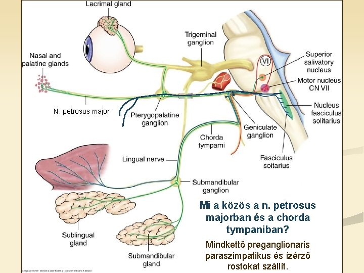 N facialis VII n glossopharyngeus IX Dr Kozsurek