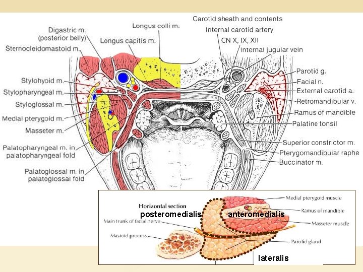 N facialis VII n glossopharyngeus IX Dr Kozsurek