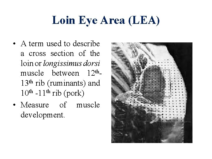 EVALUATION GRADING AND FABRICATION OF DRESSED CARCASSES INCLUDING