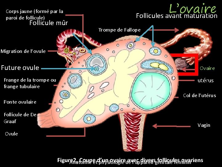 Lovaire Ovaire polykystique ARICHI Bouchra Introduction La reproduction