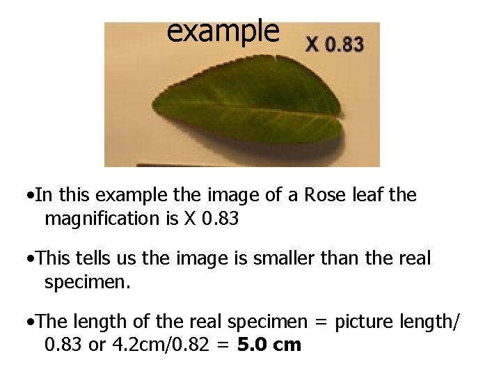 Magnification On an image of a specimen it