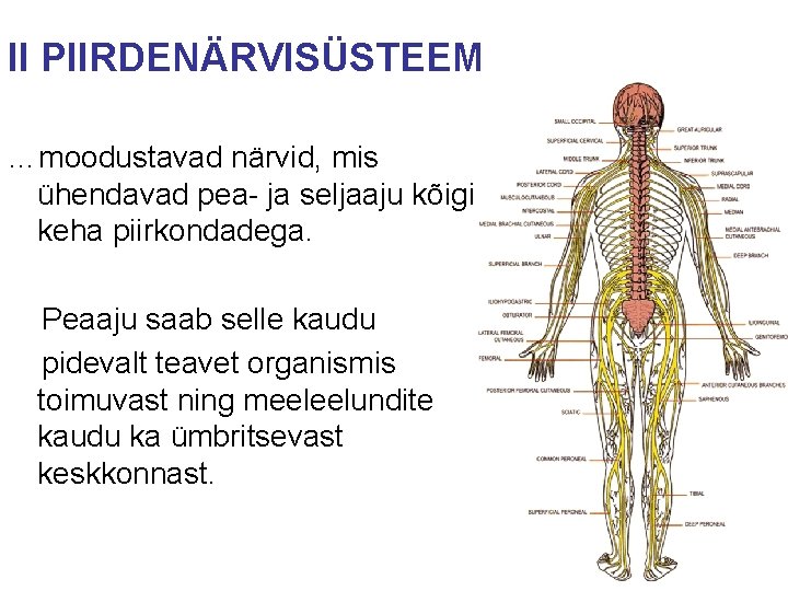 INIMESE HOMOSTAAS Koostas Kersti Veskimets Organism pab kogu
