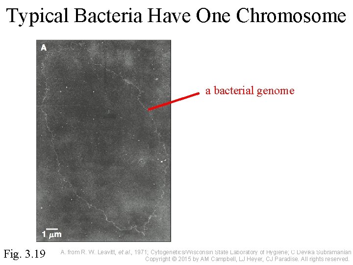 How Do Prokaryotes Replicate Are all bacterial cells