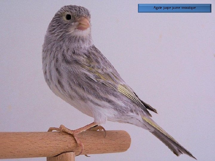 Les canaris Le Canari est la forme domestique