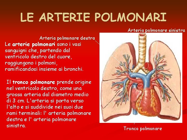 IL SISTEMA CIRCOLATORIO UMANO FUNZIONI Distribuzione delle sostanze