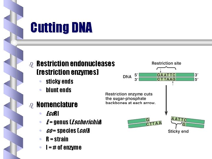 Cutting DNA b Restriction endonucleases restriction enzymes sticky