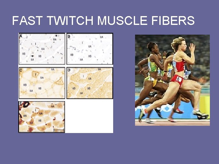 Isometric exercises for fast twitch muscles - hobbydoggy