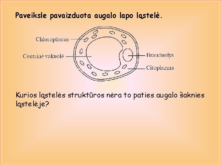 Lstels sandara ir veikimas egzamin be baims IV