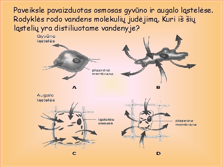 Lstels sandara ir veikimas egzamin be baims IV