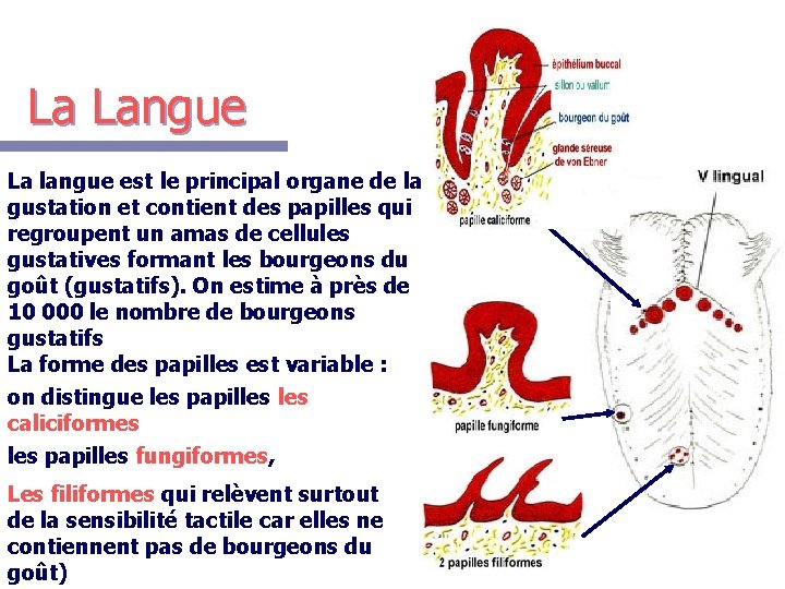 Le Tube Digestif Lalimentation assure lhomme un apport
