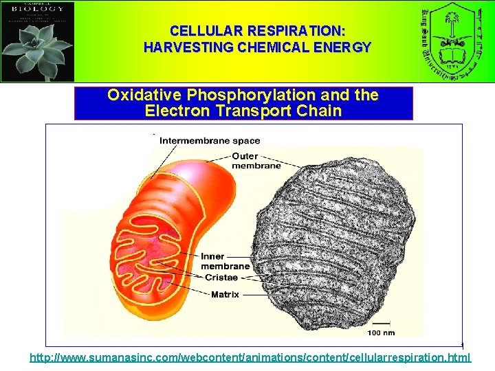 CELLULAR RESPIRATION HARVESTING CHEMICAL ENERGY Oxidative ...