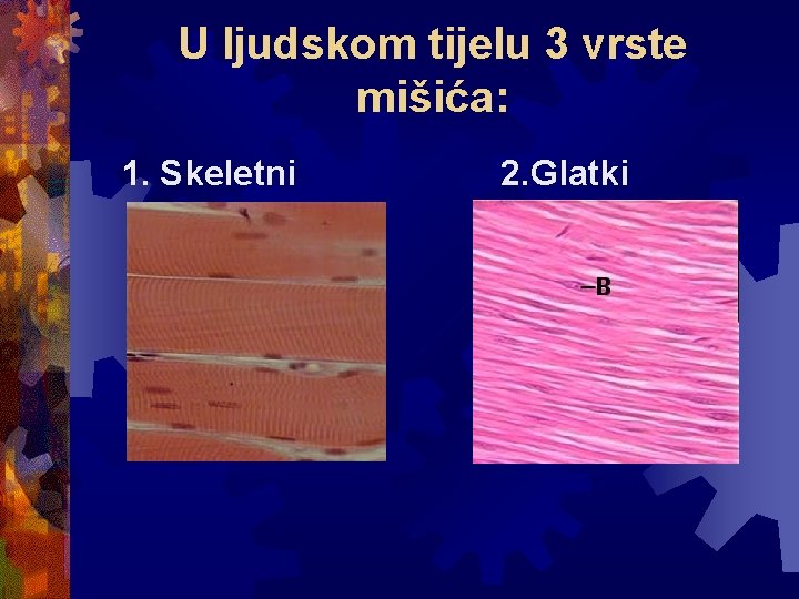 FIZIOLOGIJA RADA Uvod u fiziologiju rada Fiziologija rada