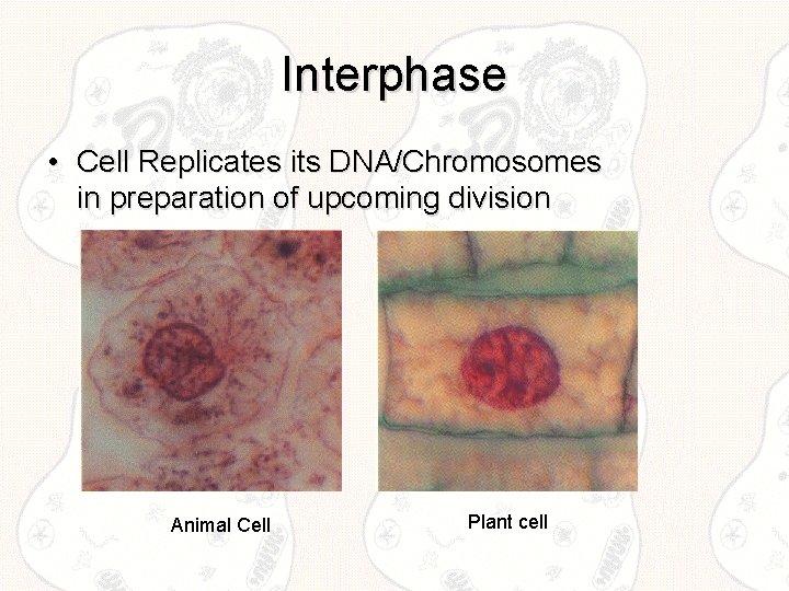 CELL DIVISION By Dr Mohamed Nagui Tawfik Associate