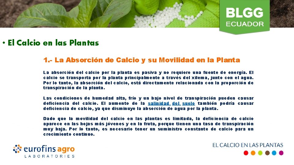 El Calcio en las Plantas 1 La Absorcin