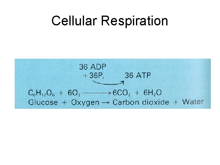 Respiratory System Cellular Respiration Most cells utilize cellular