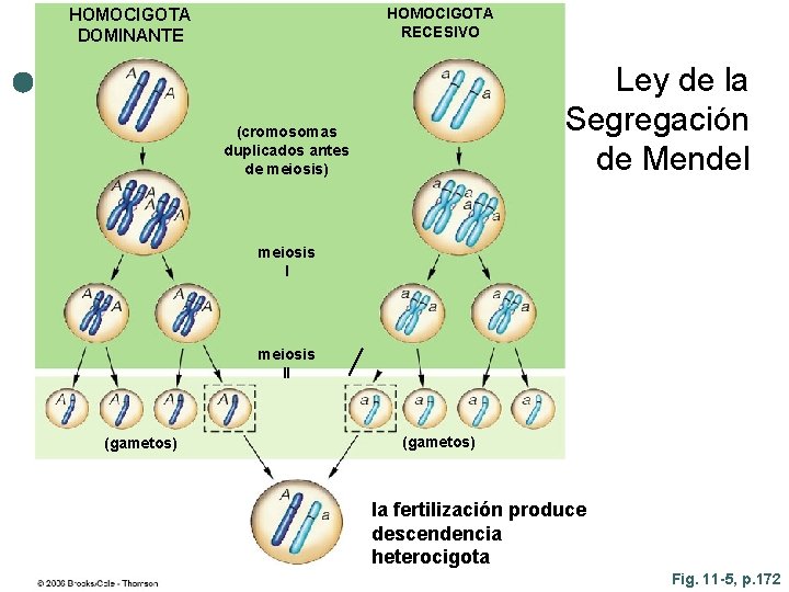 LA GENETICA BASICA Experimentos de Mendel Principios de