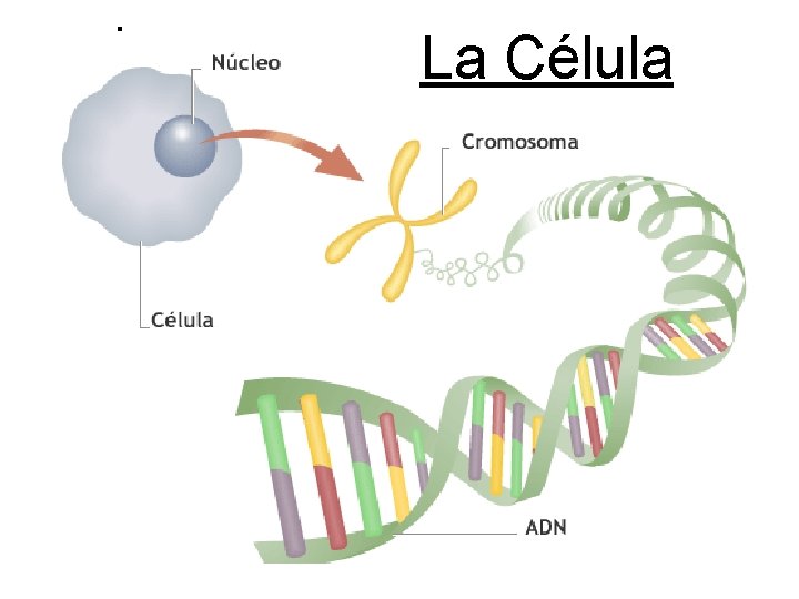 LA GENETICA BASICA Experimentos de Mendel Principios de