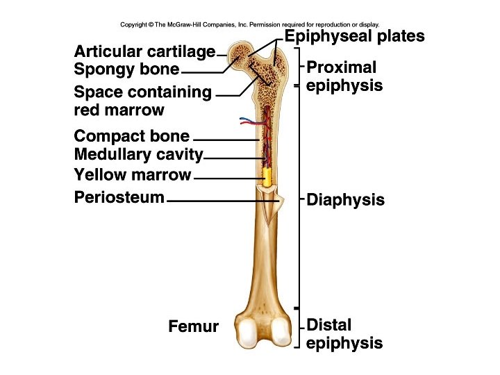 The skeletal system Structure and function of bone