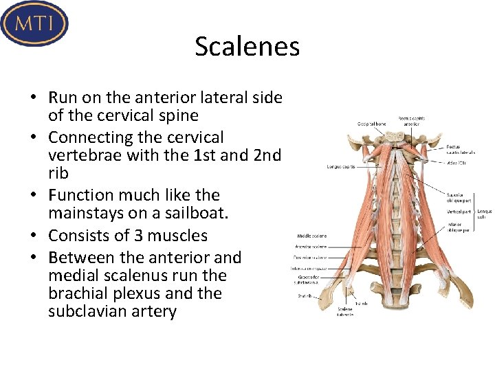 Advanced Cervical Spine Anatomy and Biomechanics Atlanto Occipital