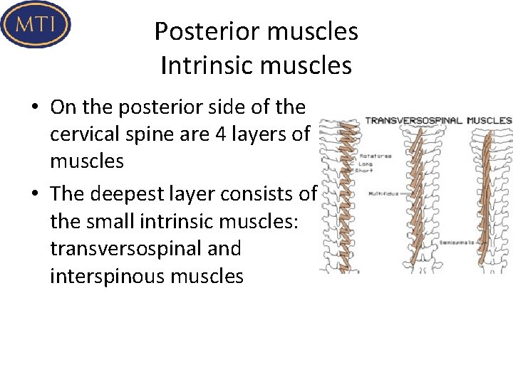 Advanced Cervical Spine Anatomy and Biomechanics Atlanto Occipital