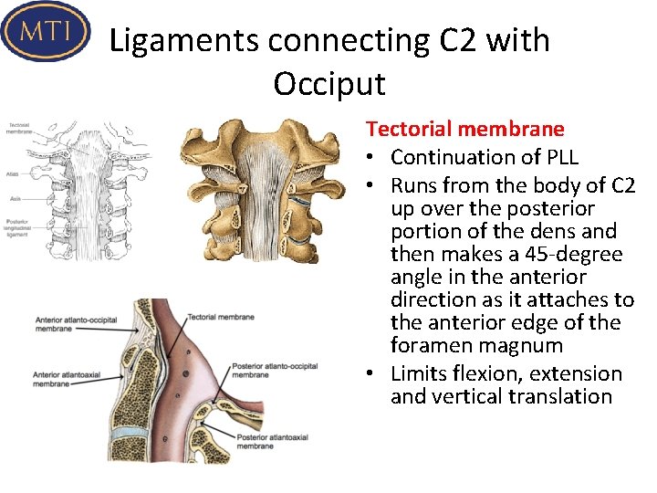 Advanced Cervical Spine Anatomy and Biomechanics Atlanto Occipital