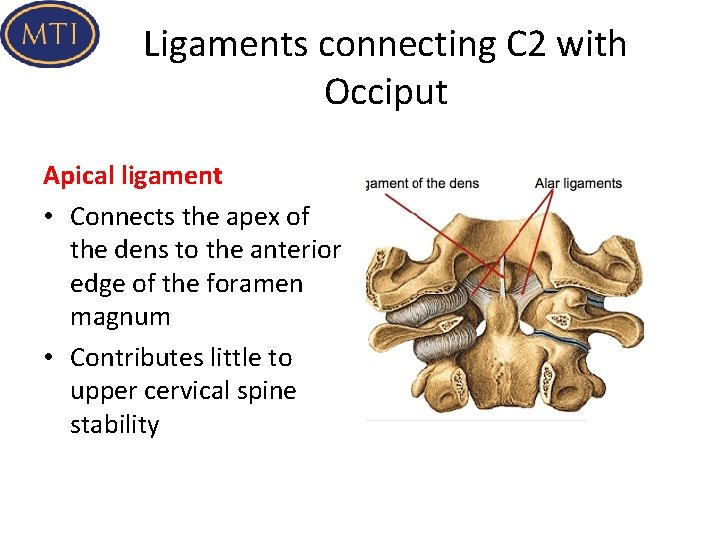 Advanced Cervical Spine Anatomy and Biomechanics Atlanto Occipital