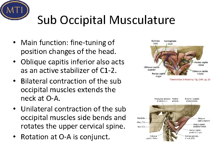Advanced Cervical Spine Anatomy and Biomechanics Atlanto Occipital