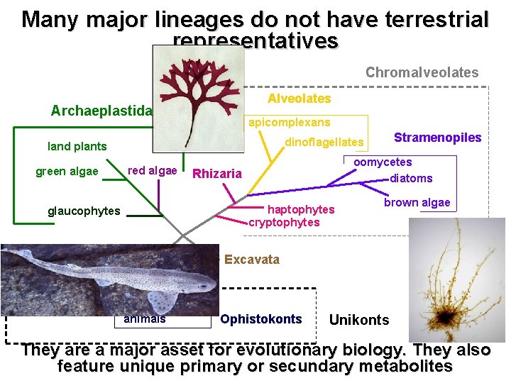 The Station Biologique de Roscoff A brief introduction